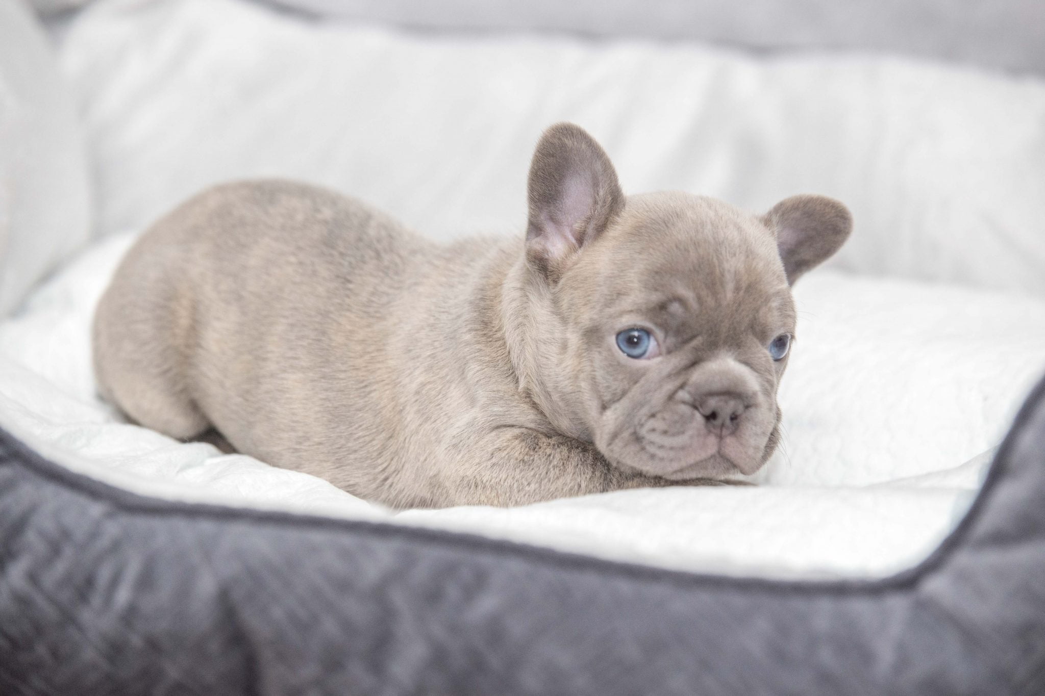 5 Awesome Products Your Frenchie Will Love - Blu Frenchibles