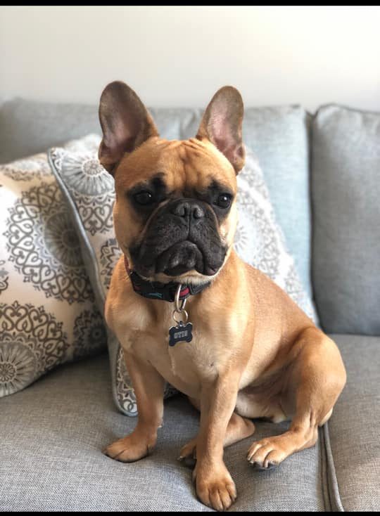 Blu Frenchibles - French Bulldogs