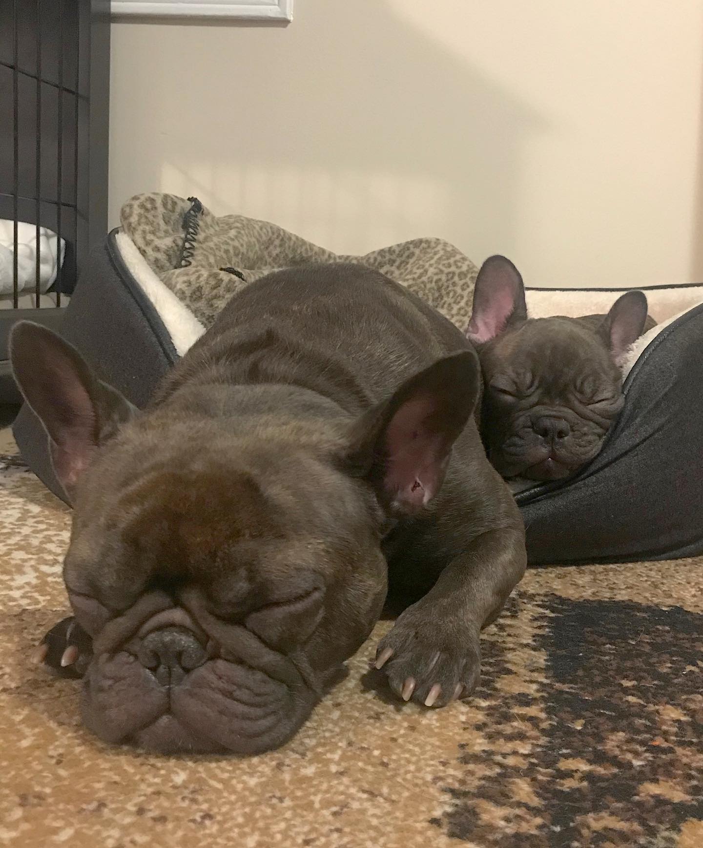 The Unique French Bulldog Colors and Patterns - BluFrenchibles