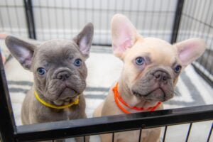 How to Interpret DNA results for French Bulldogs Colors - BluFrenchibles