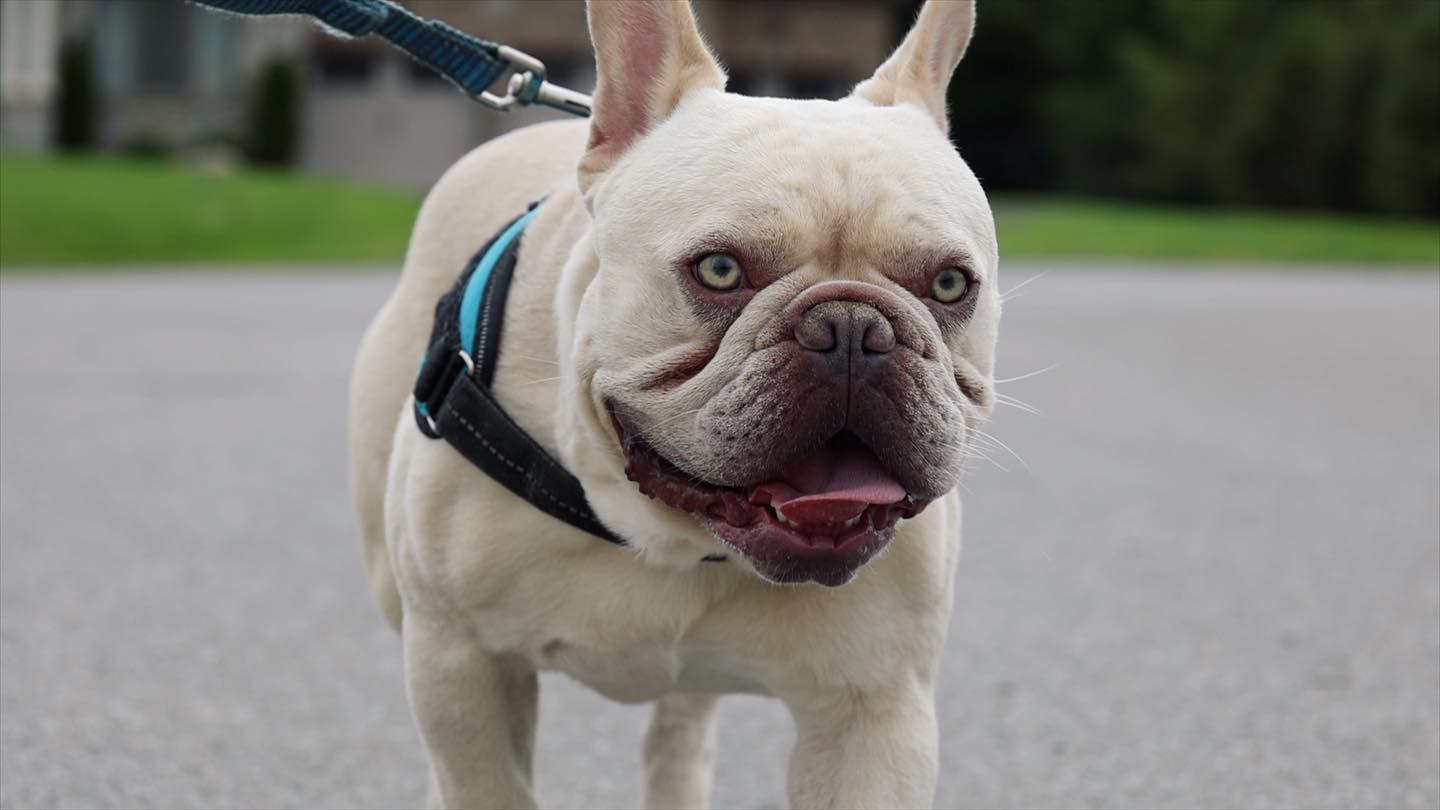 A Comprehensive Guide to Exercising Your French Bulldog - BluFrenchibles