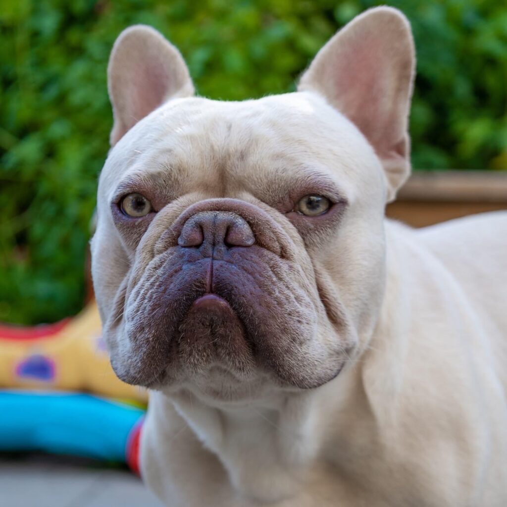 Lilac French Bulldog Studs: Breeders Guide - BluFrenchibles