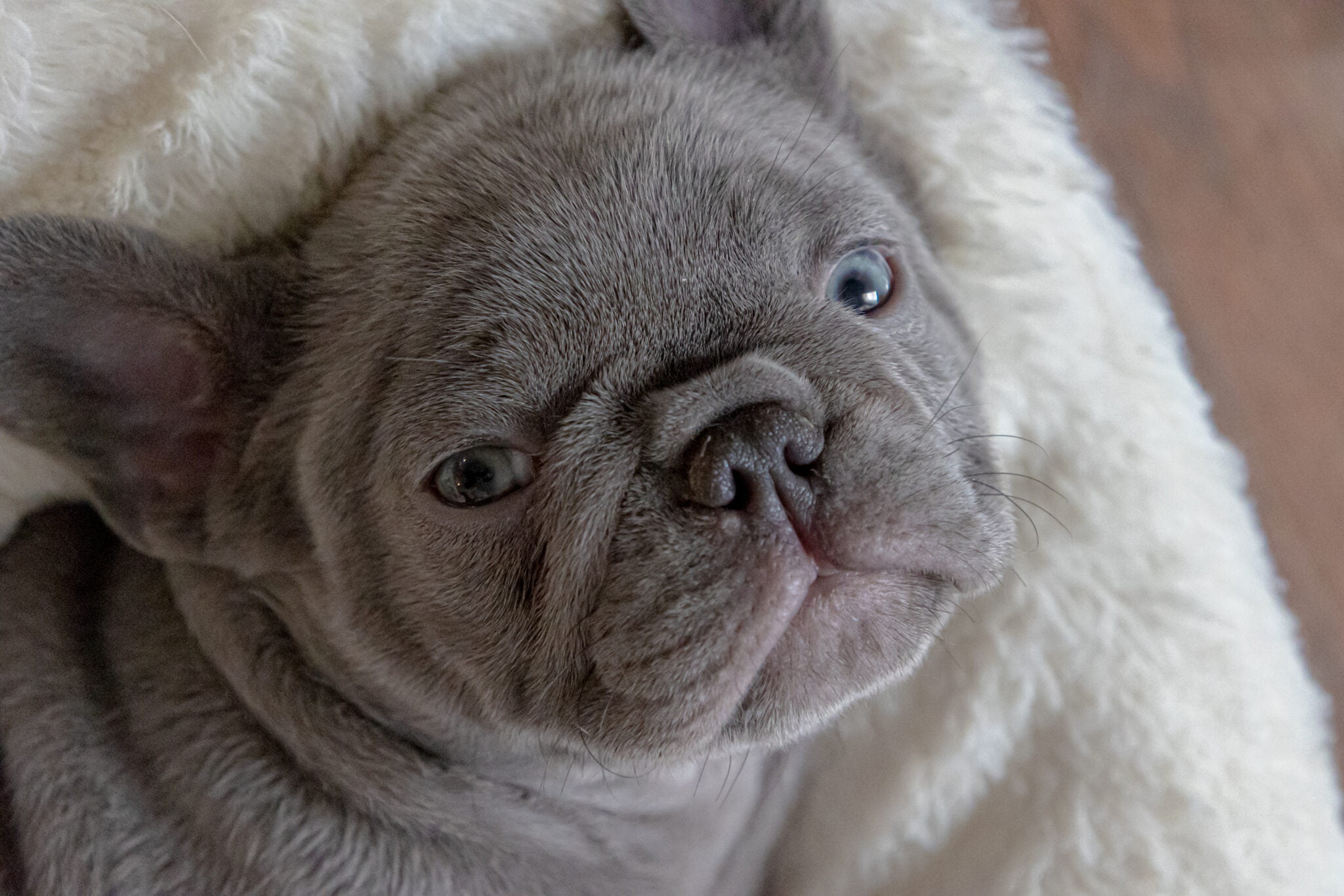 The Rise in Popularity of French Bulldogs: Why are These Dogs So Popular?