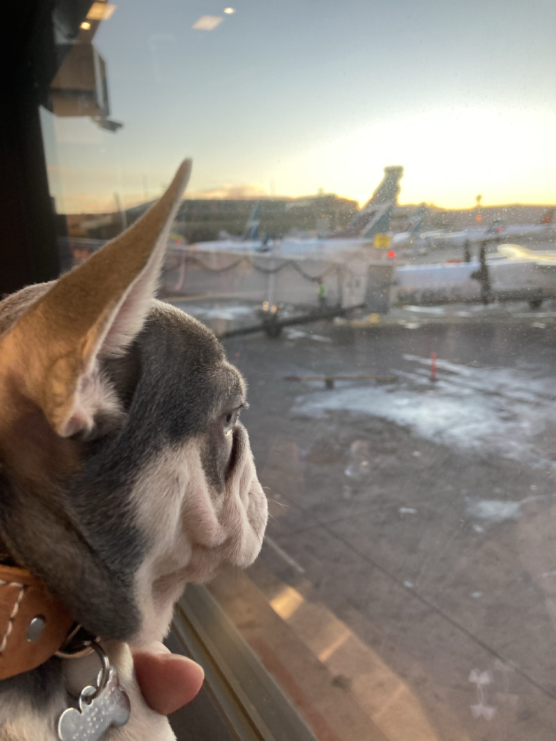 Calgary Frenchie Adventure - Meet Our Newest Family Members
