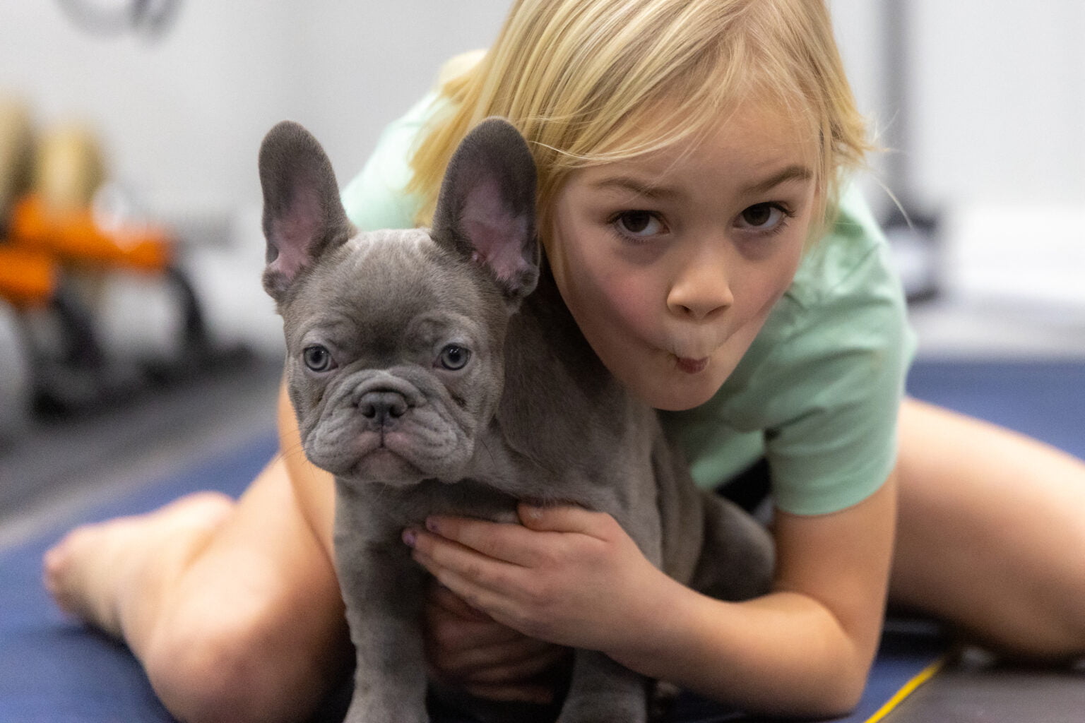 French Bulldog Color Genetics - Predicting Color - BluFrenchibles French Bulldog Color Genetics - Predicting Color - BluFrenchibles