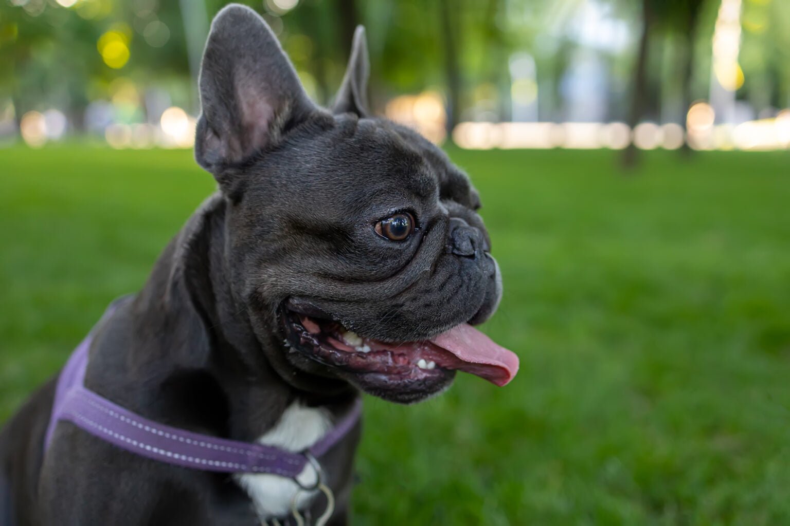 How to Interpret DNA results for French Bulldogs Colors - BluFrenchibles
