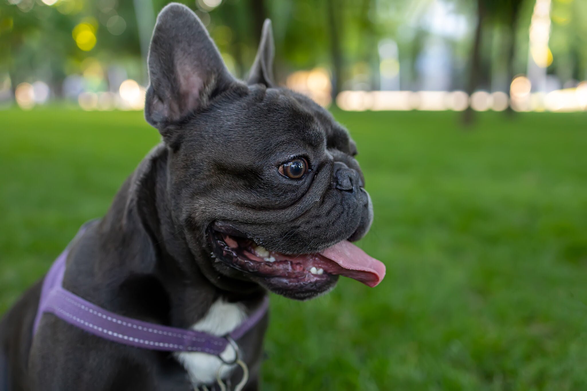 How to Interpret DNA results for French Bulldogs Colors - BluFrenchibles