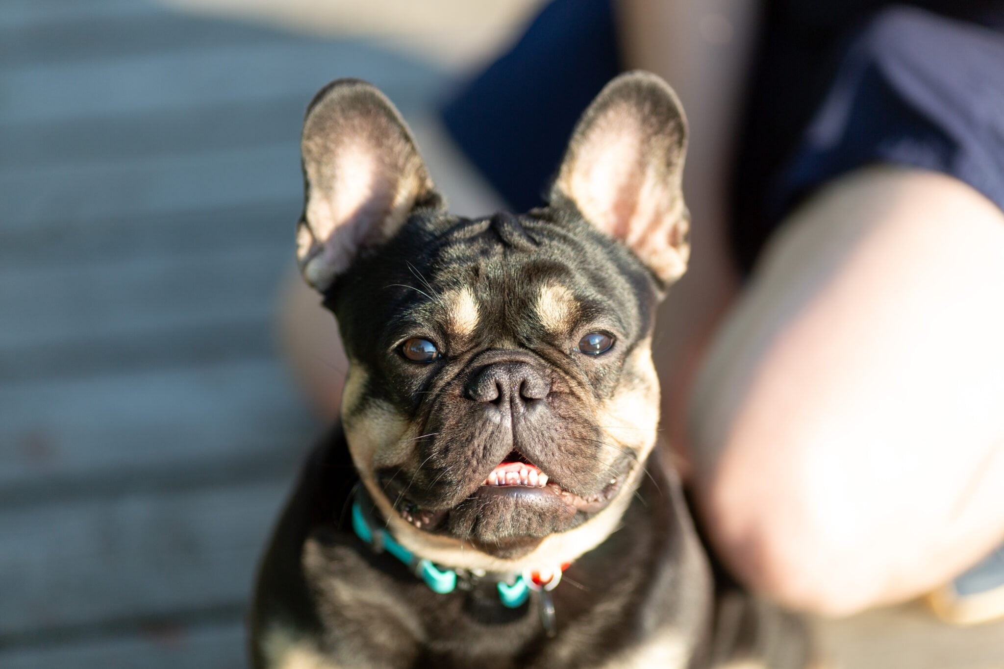 Frenchie Blog - BluFrenchibles