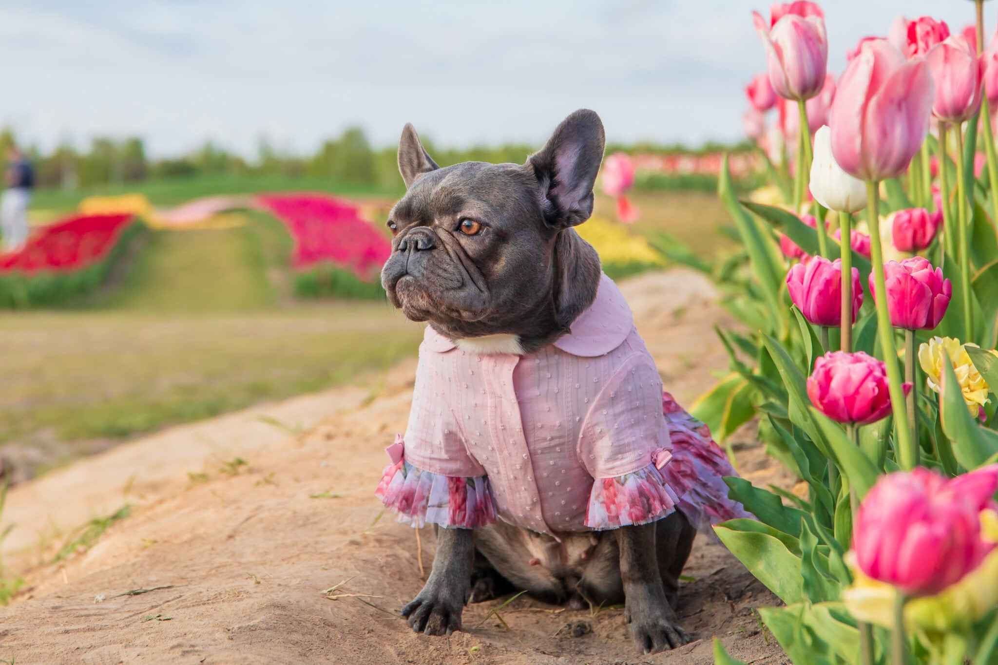 Male Vs Female Frenchies: Understanding the Differences - BluFrenchibles