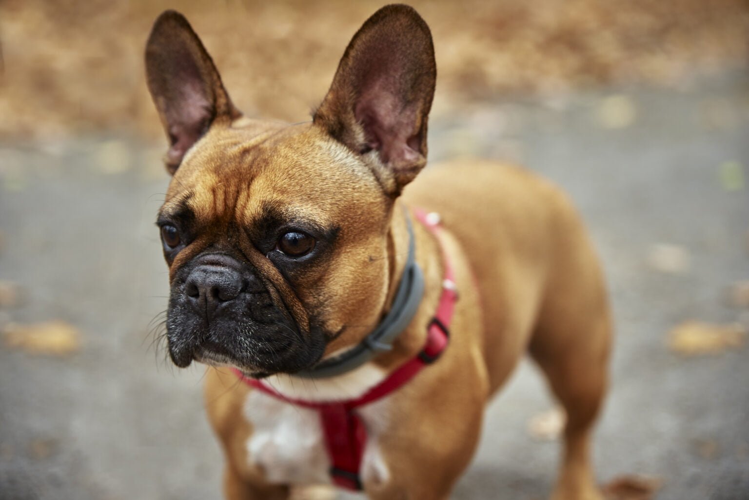 Male Vs Female Frenchies: Understanding the Differences - BluFrenchibles