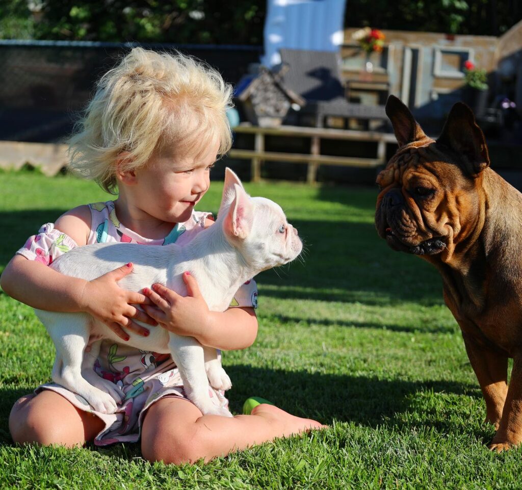 Titan AKC-Registered French Bulldog Stud - BluFrenchibles