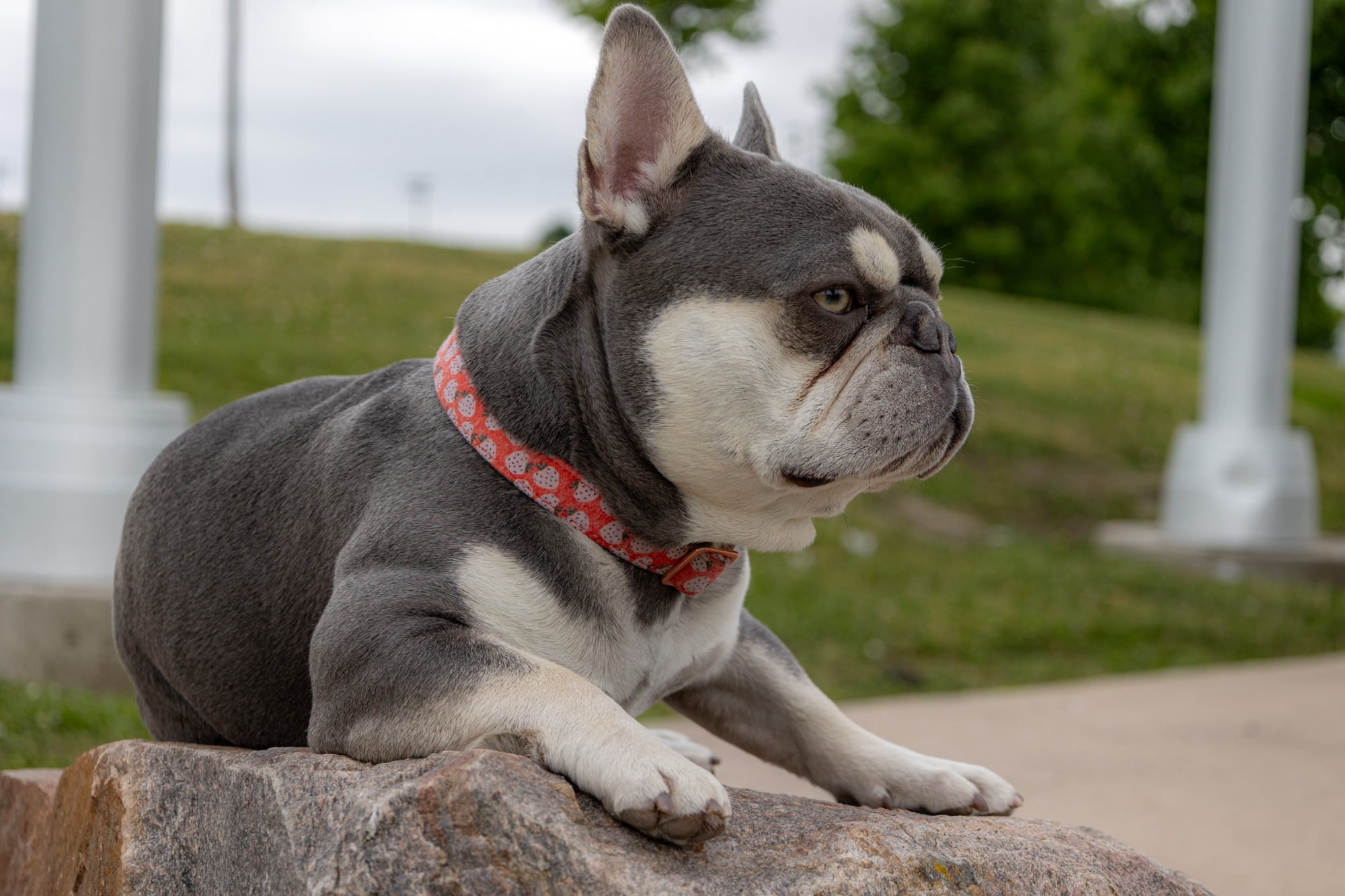 AKC/CKC French Bulldog Studs | BluFrenchibles Breeding Service