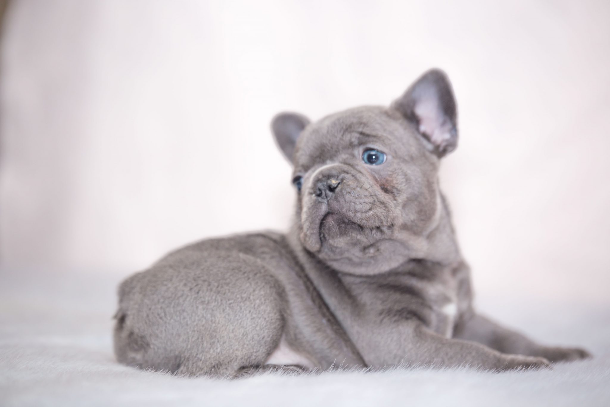 All of the Different French Bulldog Colors and DNA - BluFrenchibles
